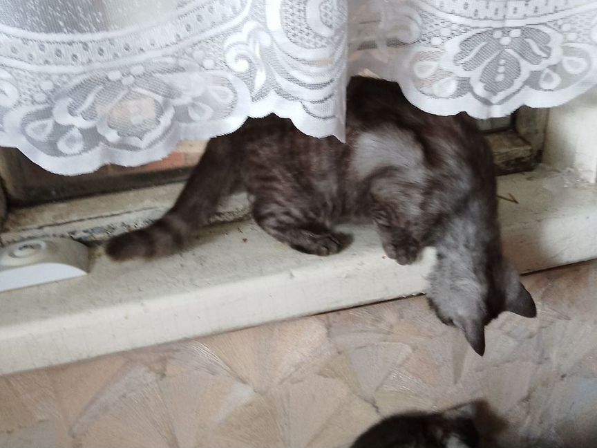 Котенок девочка и кошка британская полосатая
