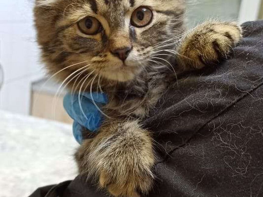 Красавица малышка котенок