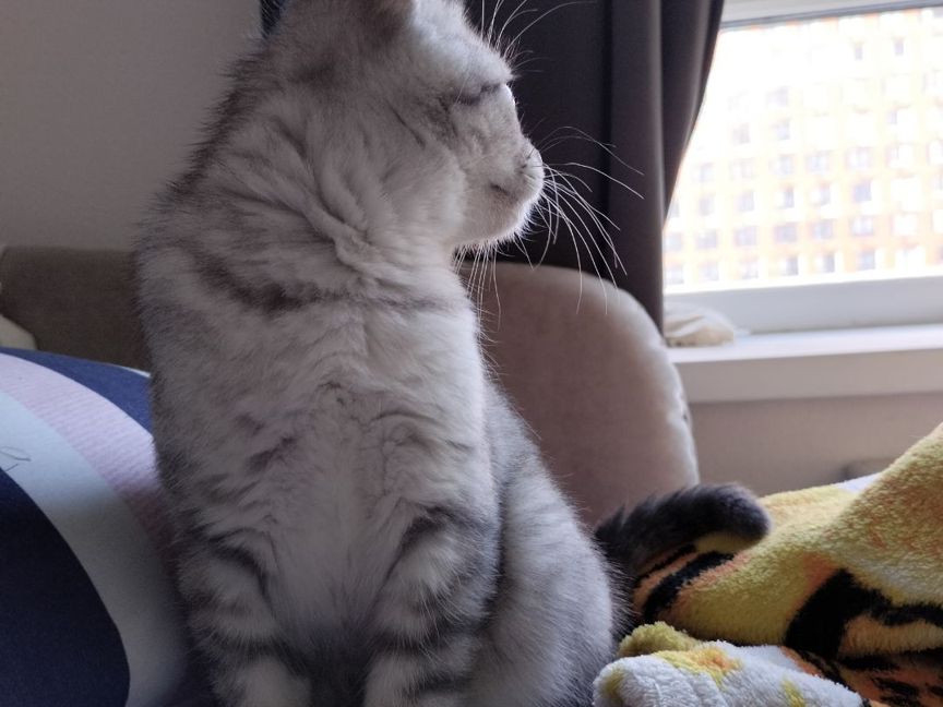 Шотландская, прямоухая кошка, метис