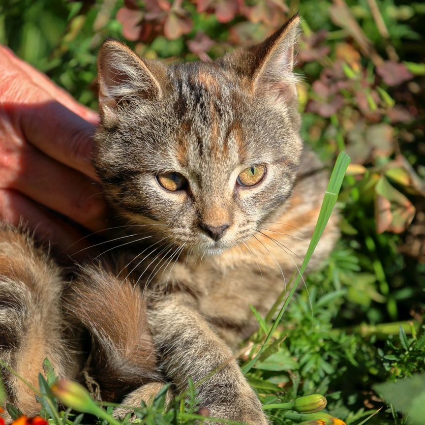 Ищет дом замечательный кошачий ребенок Марта