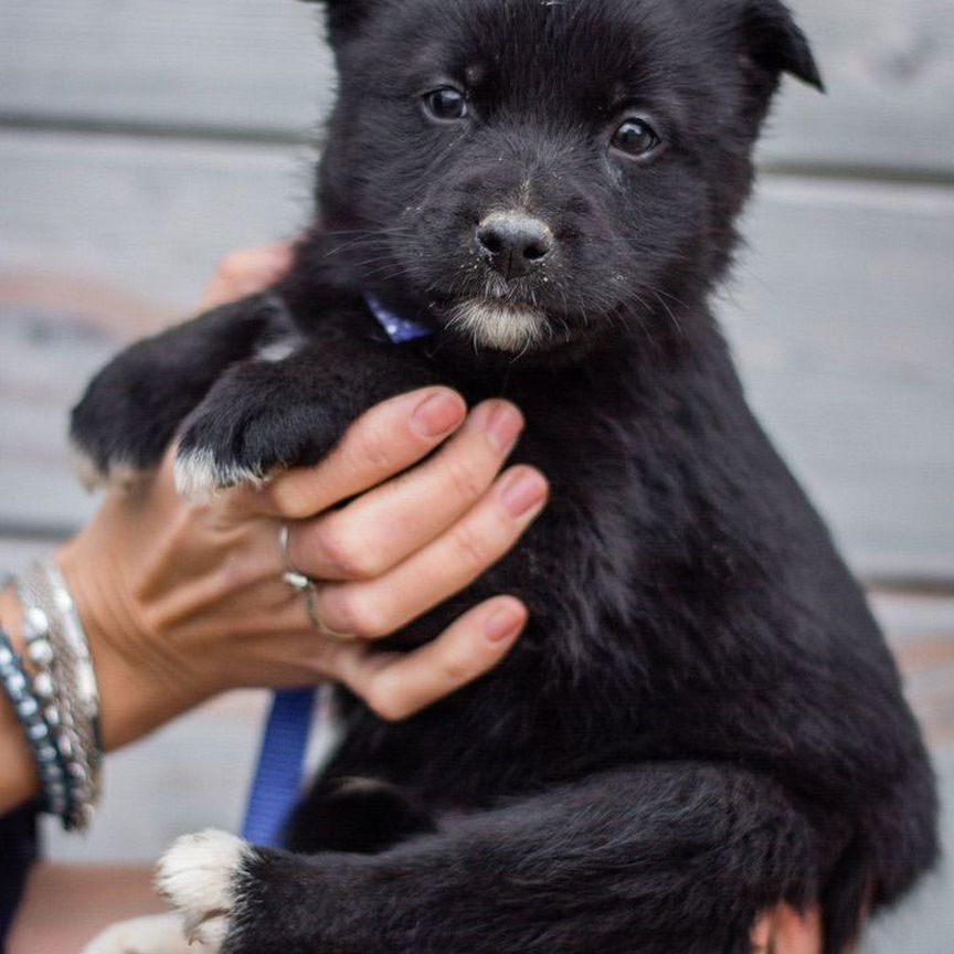 Собаки бесплатно