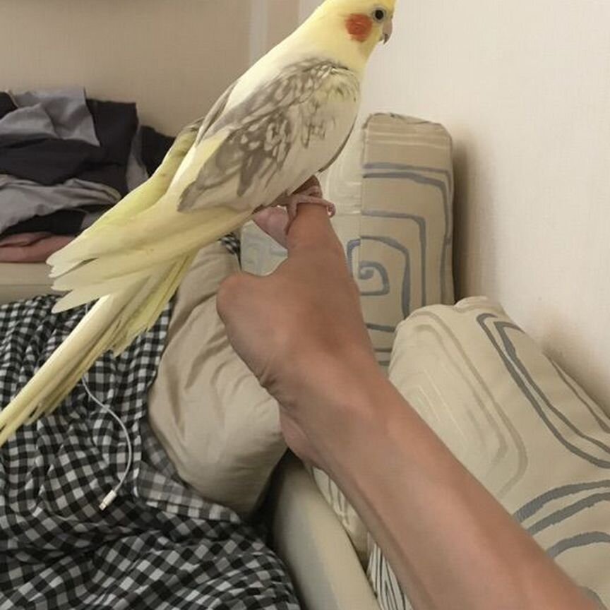 Попугай корелла с клеткой