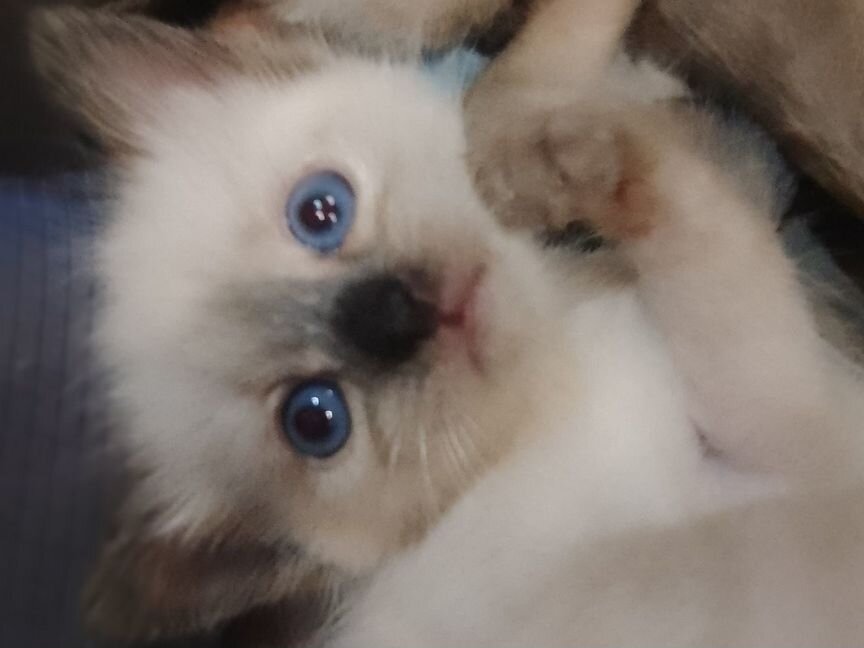 Тайские котята