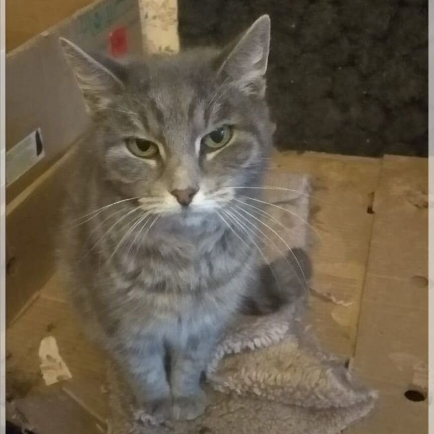 Кошечка Зина