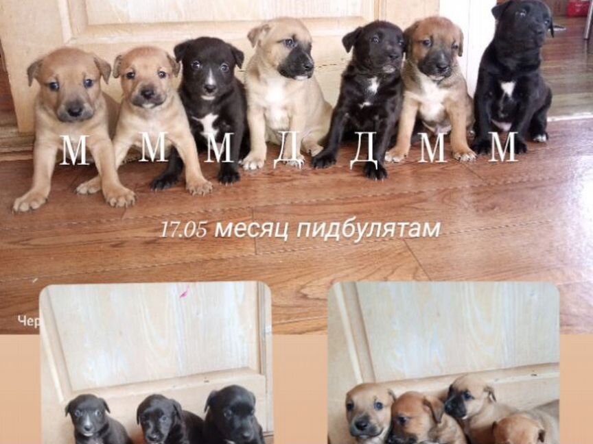 Щенята в добрые руки