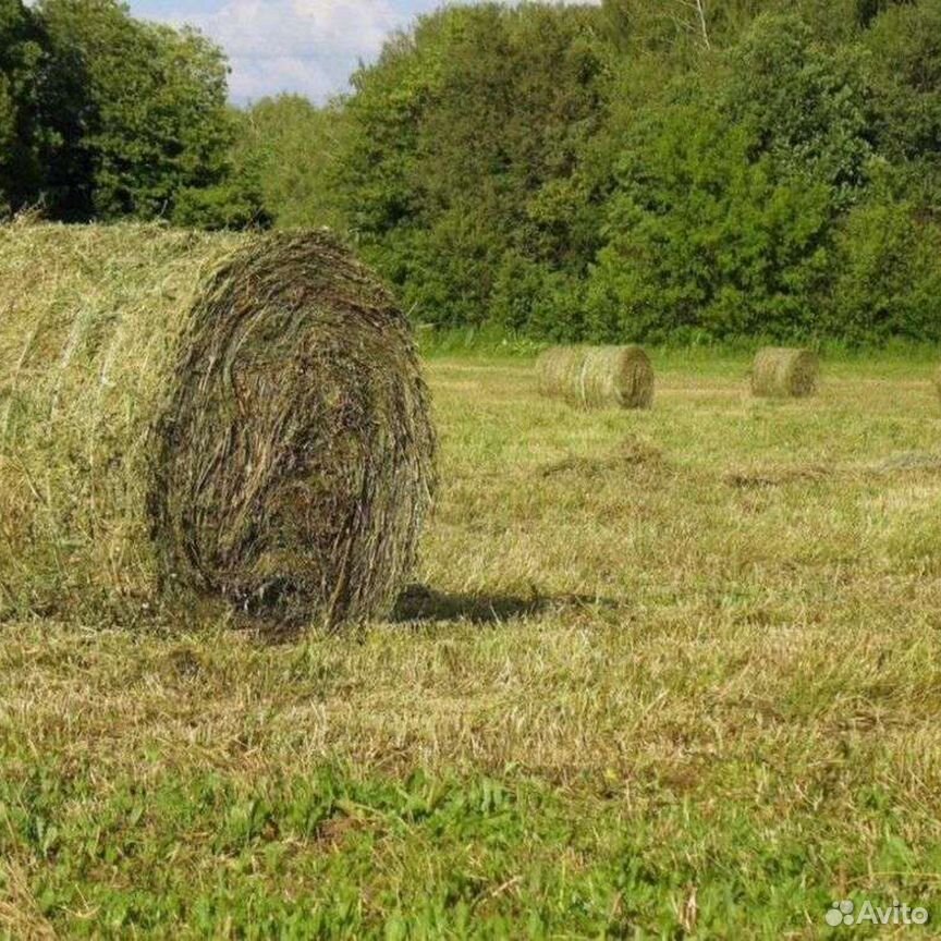 Продам сено в рулонах