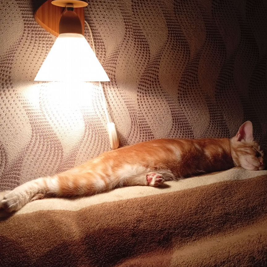 Взрослая, кошка в добрые руки