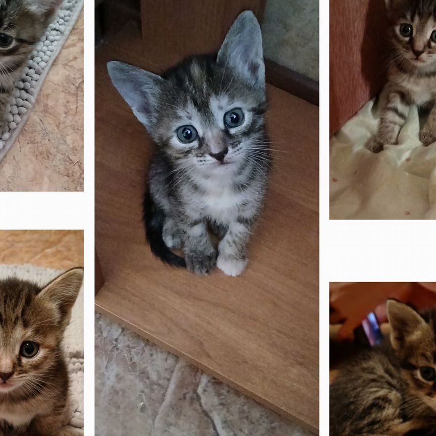 Котята в добрые руки бесплатно