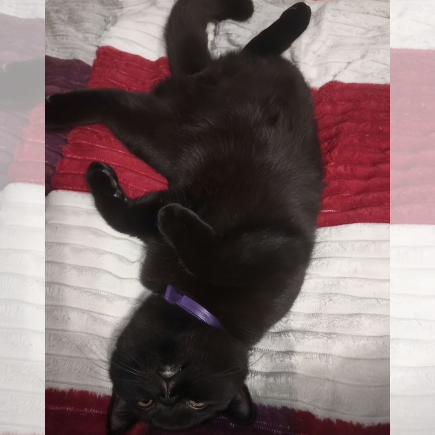 Британский короткошёрстный котёнок