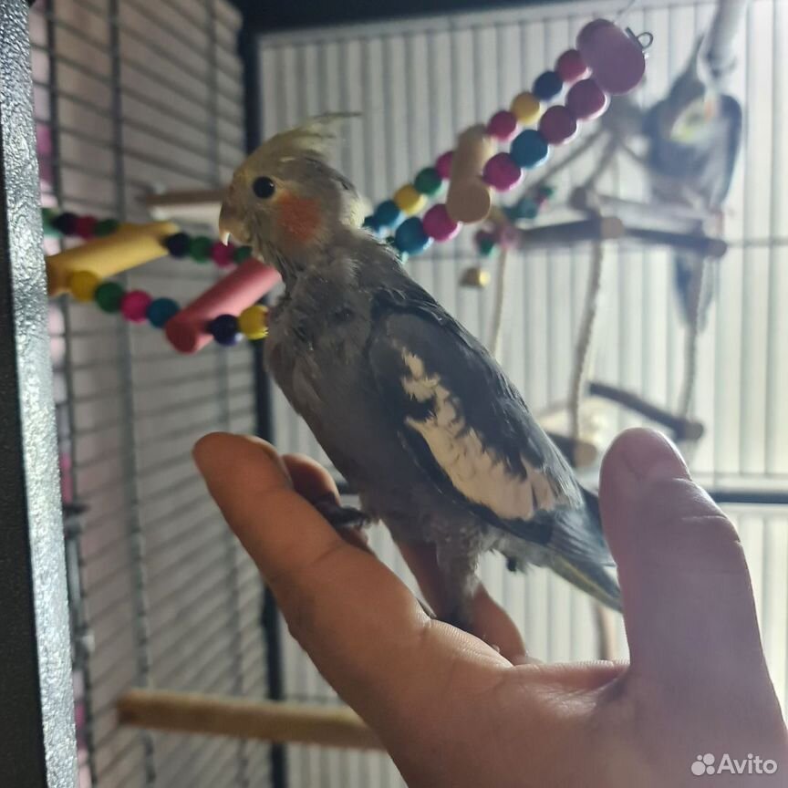 Корелла птенцы