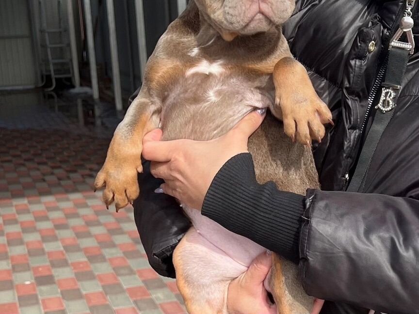 Француз девочка изабелла тан