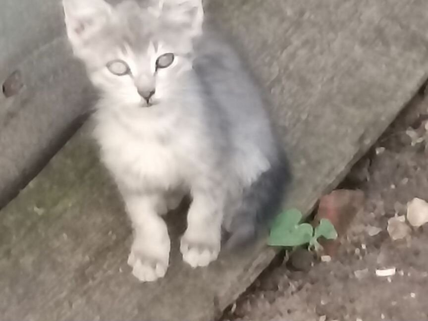 Котята ищут хозяев