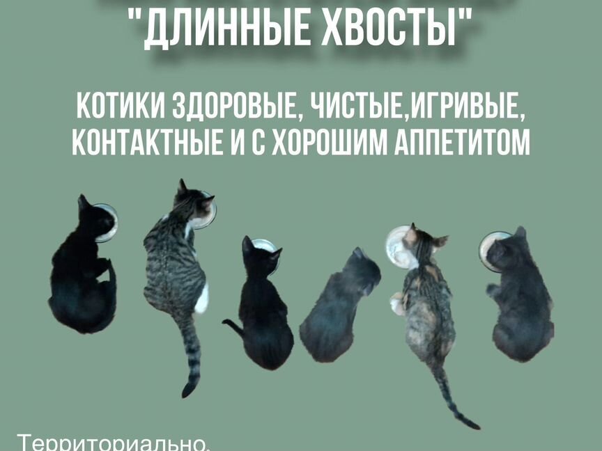 Котята в добрые руки