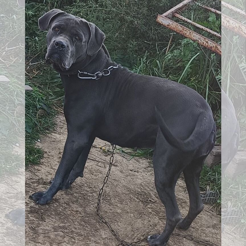 Кане-корсо, взрослая собака