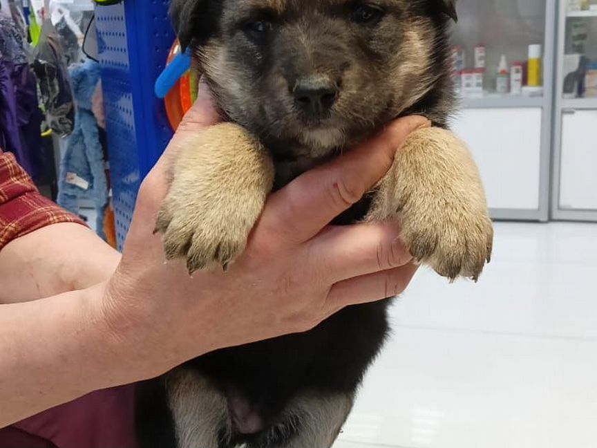 Щенки в добрые руки