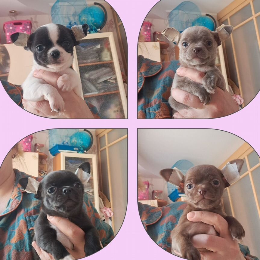 Чихуахуа, щенок