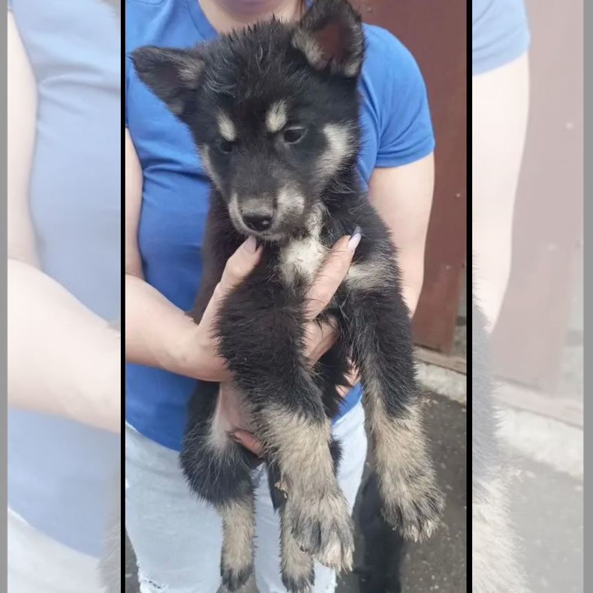 Щенок в добрые руки