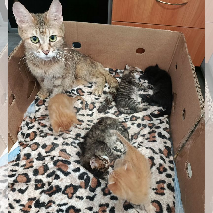 Котёнок в добрые руки