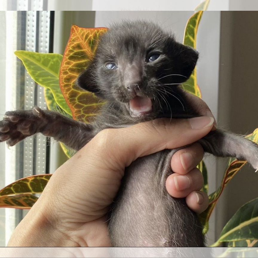 Ориентальный котёнок