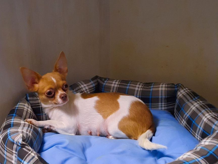 Чихуахуа, девочка