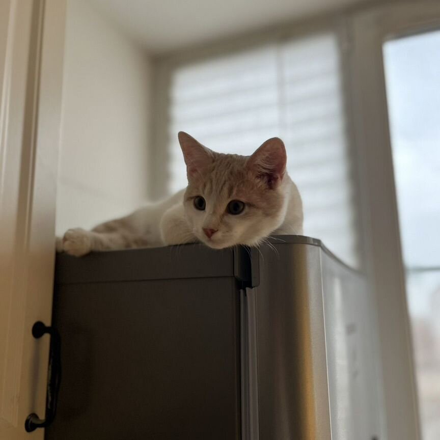 Чудесные котята 4 месяца только в добрые руки