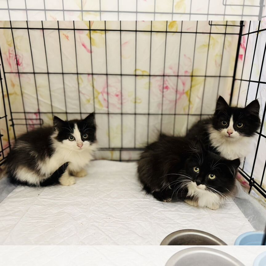 Маленькие котятки в поисках родителей