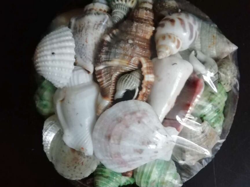 Ракушки морские