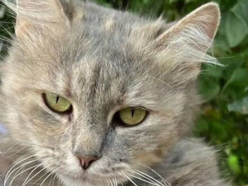 Немного тоскующая Сьюзи