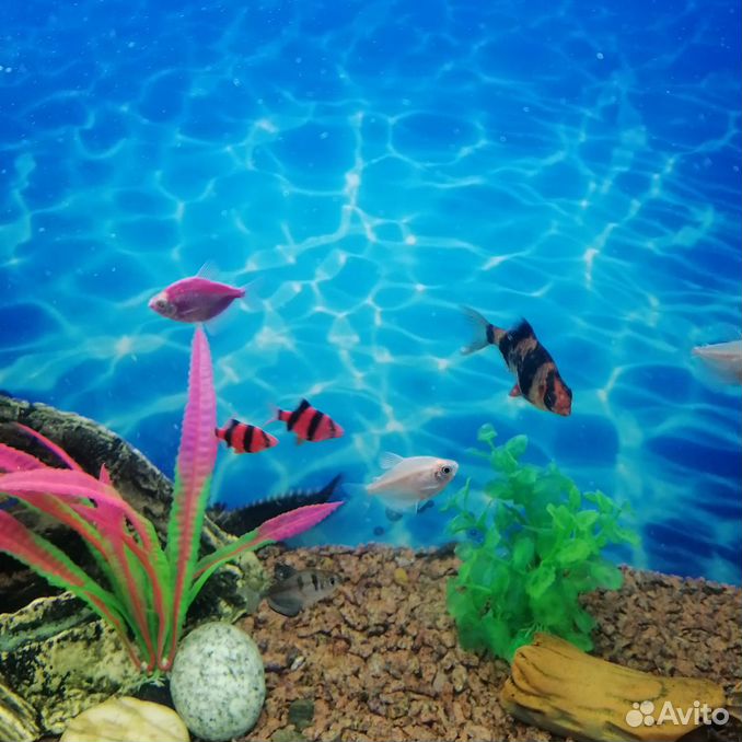 4 барбуса суматранских, черный и 2 розовых