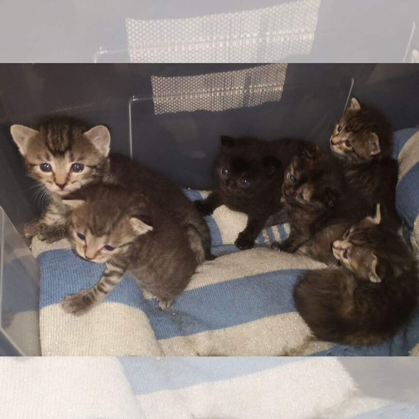 Котята