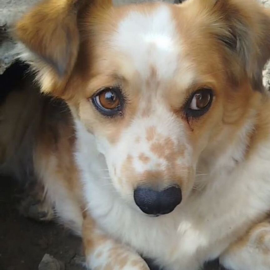 Собака в добрые руки