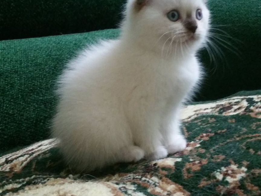 Шотландские вислоухие котята