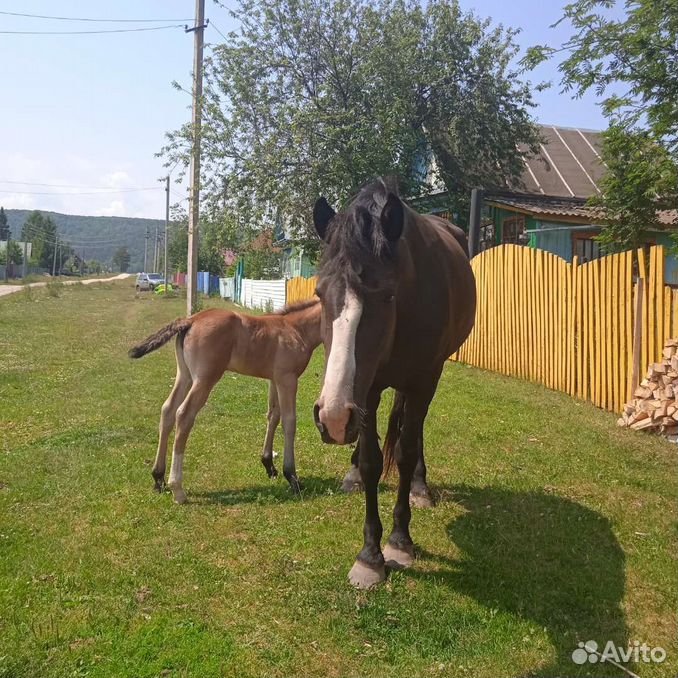 Лошадь с жеребенком