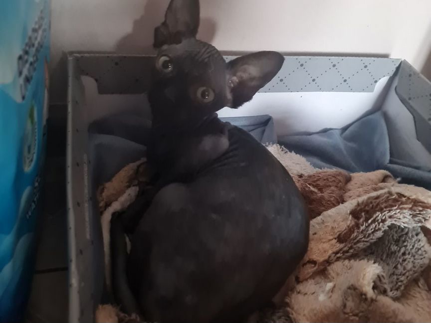 Продам девочку канадского сфинкса