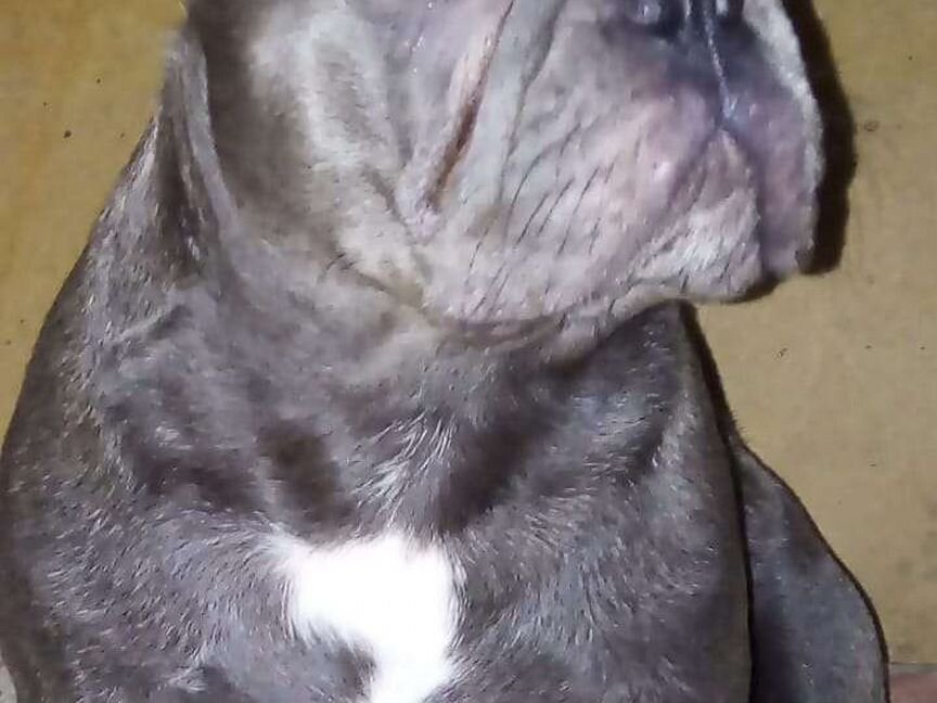 Француженки подрощеные девочки цветники