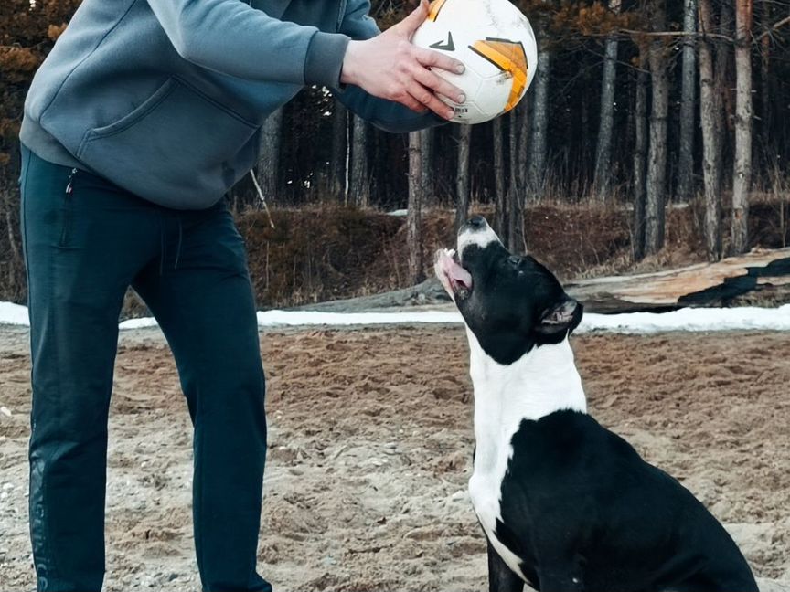 Стаффордширский терьер ищет подругу