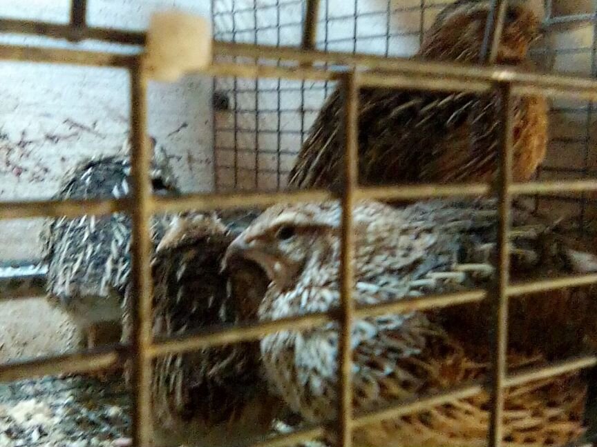 Перепелки Эстонские 1,5 месяца