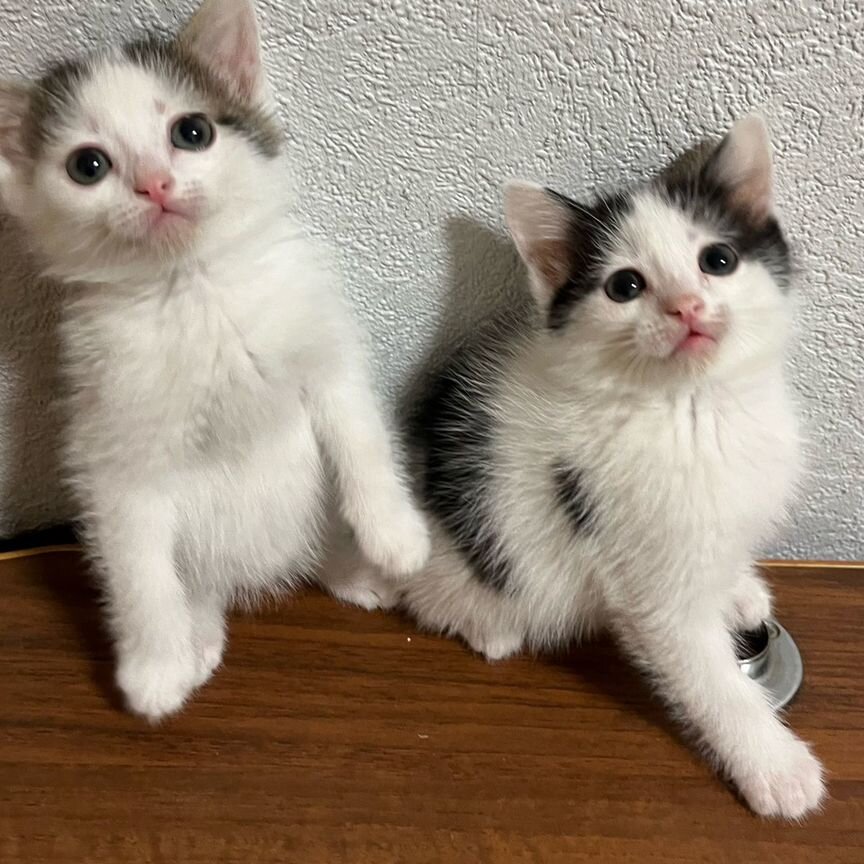 Котята в добрые руки бесплатно