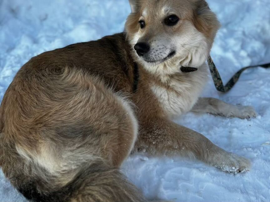 Собака в добрые руки бесплатно ищет дом из приюта