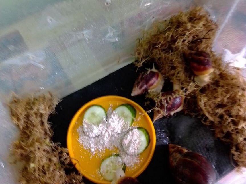 Матик, Коврик для улиток