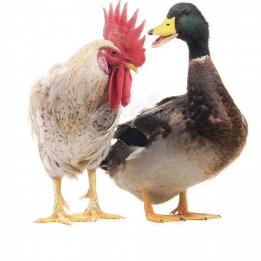 Курочки, уточните, гуси, кролики, индюшки