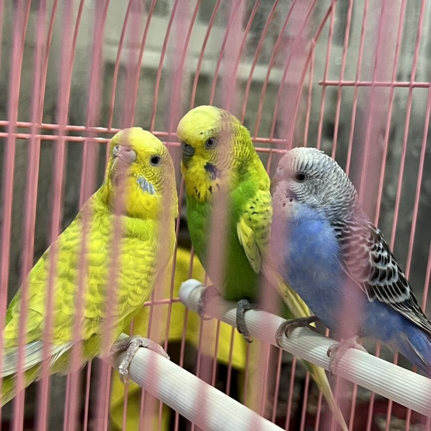 Волнистые молодые попугайчики