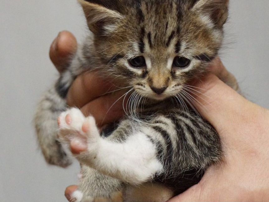 Котенок, девочка, 1,5 мес