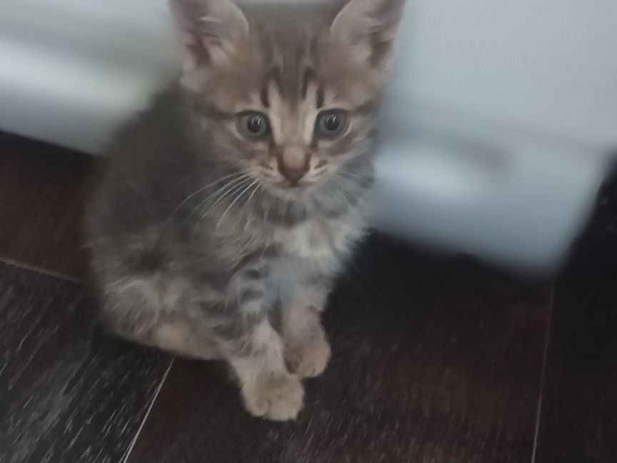 Отдам котëнок мальчик