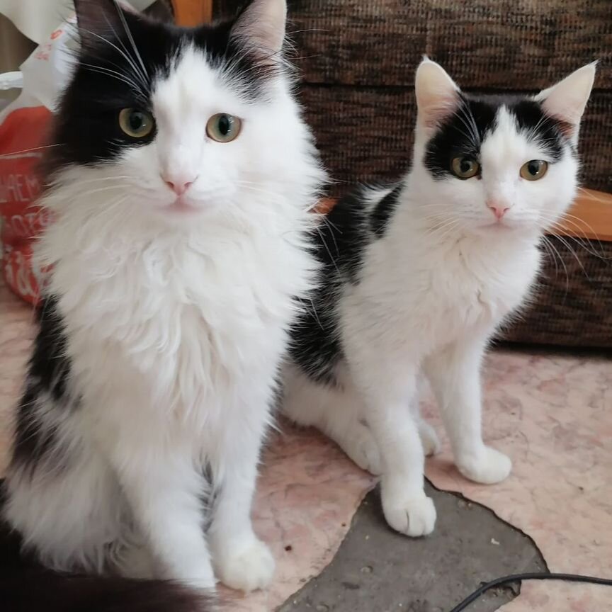 Котик в добрые руки