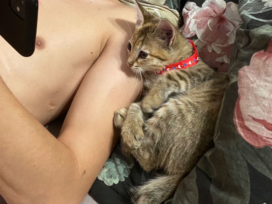 Лапочка кошечка