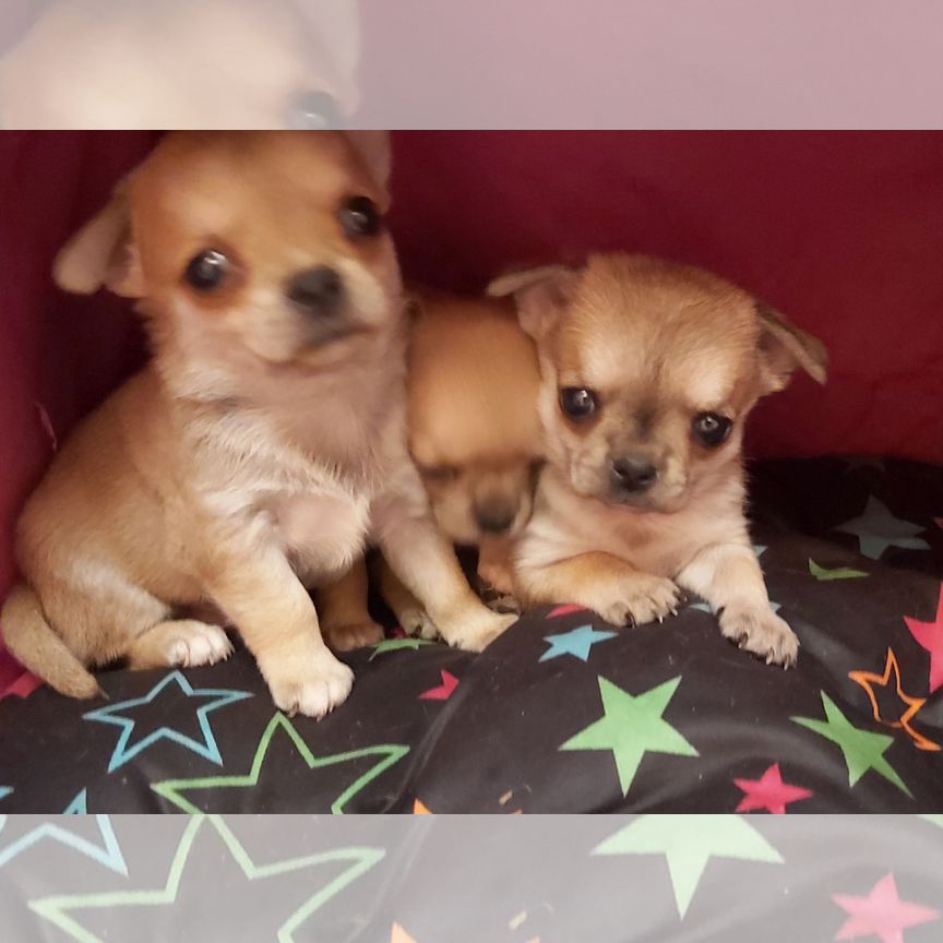 Щенки чихуахуа