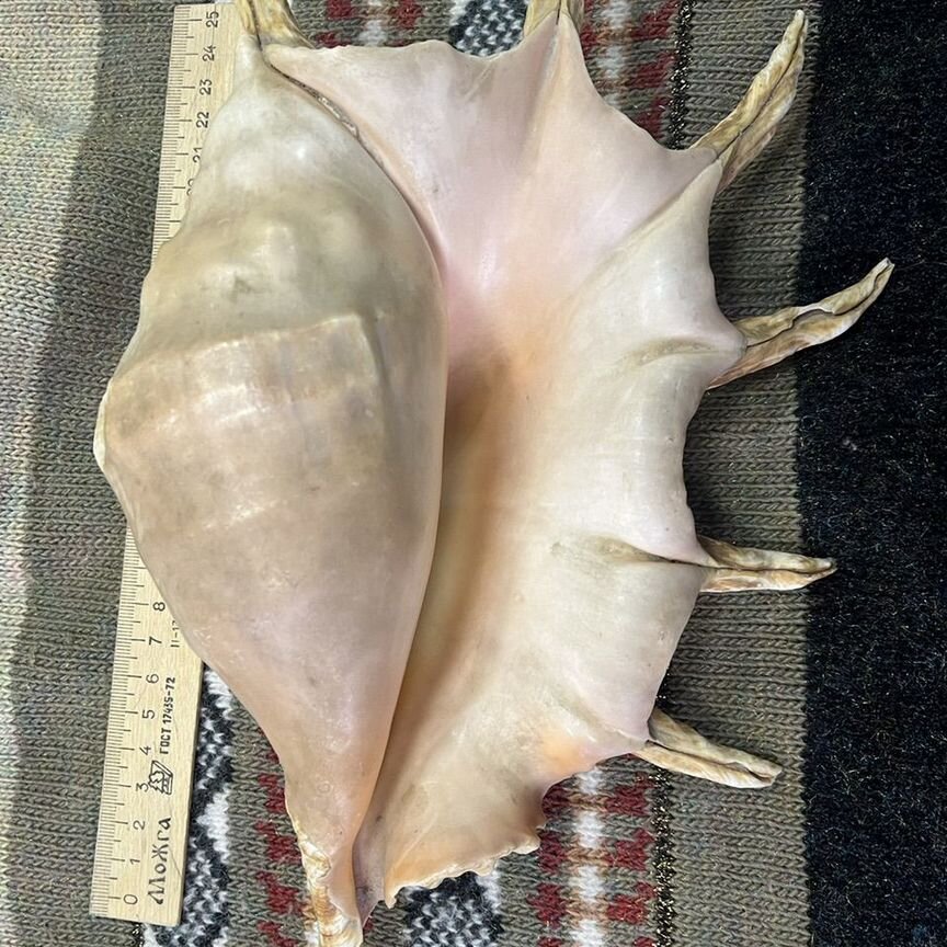 Ракушка океаническая Скорпио Лямбис