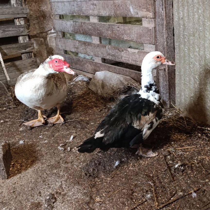 Мускусные утки