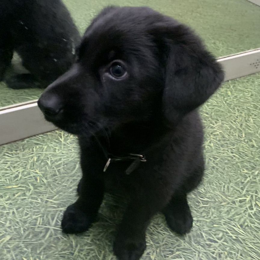 Продам Восточно европейскую овчарку черную